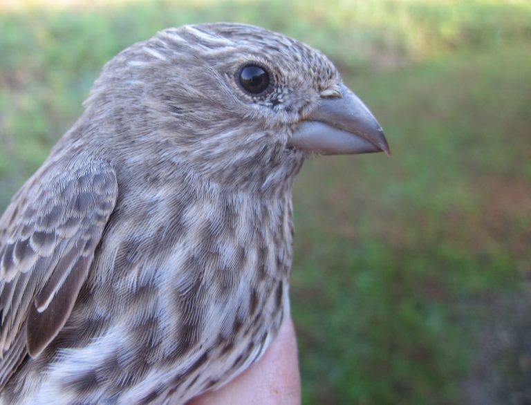 House Finch and Purple Finch Identification Tips - Delaware Nature Society