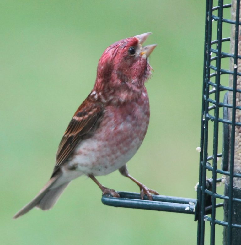 House Finch and Purple Finch Identification Tips - Delaware Nature Society
