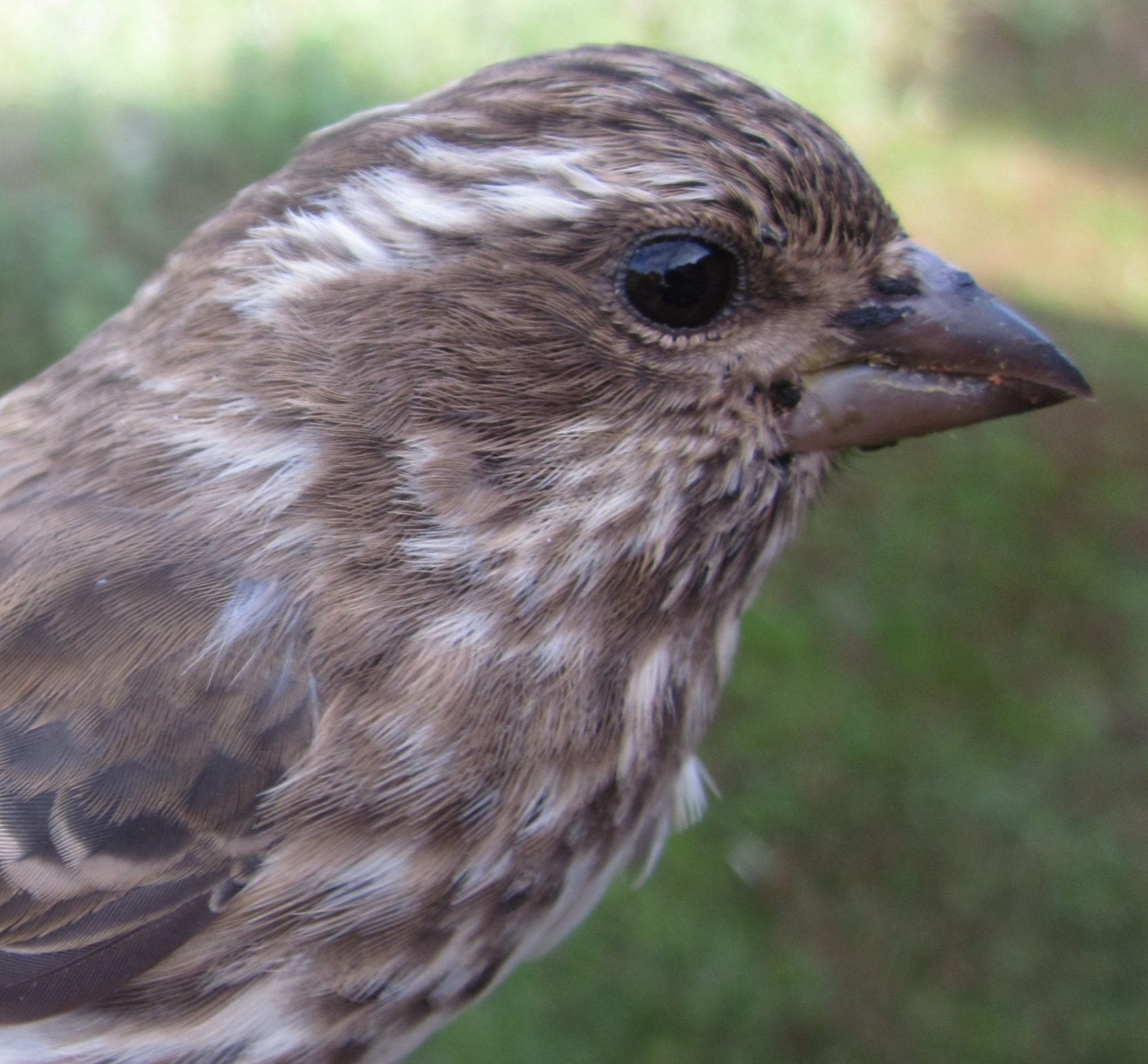House Finch and Purple Finch Identification Tips - Delaware Nature Society
