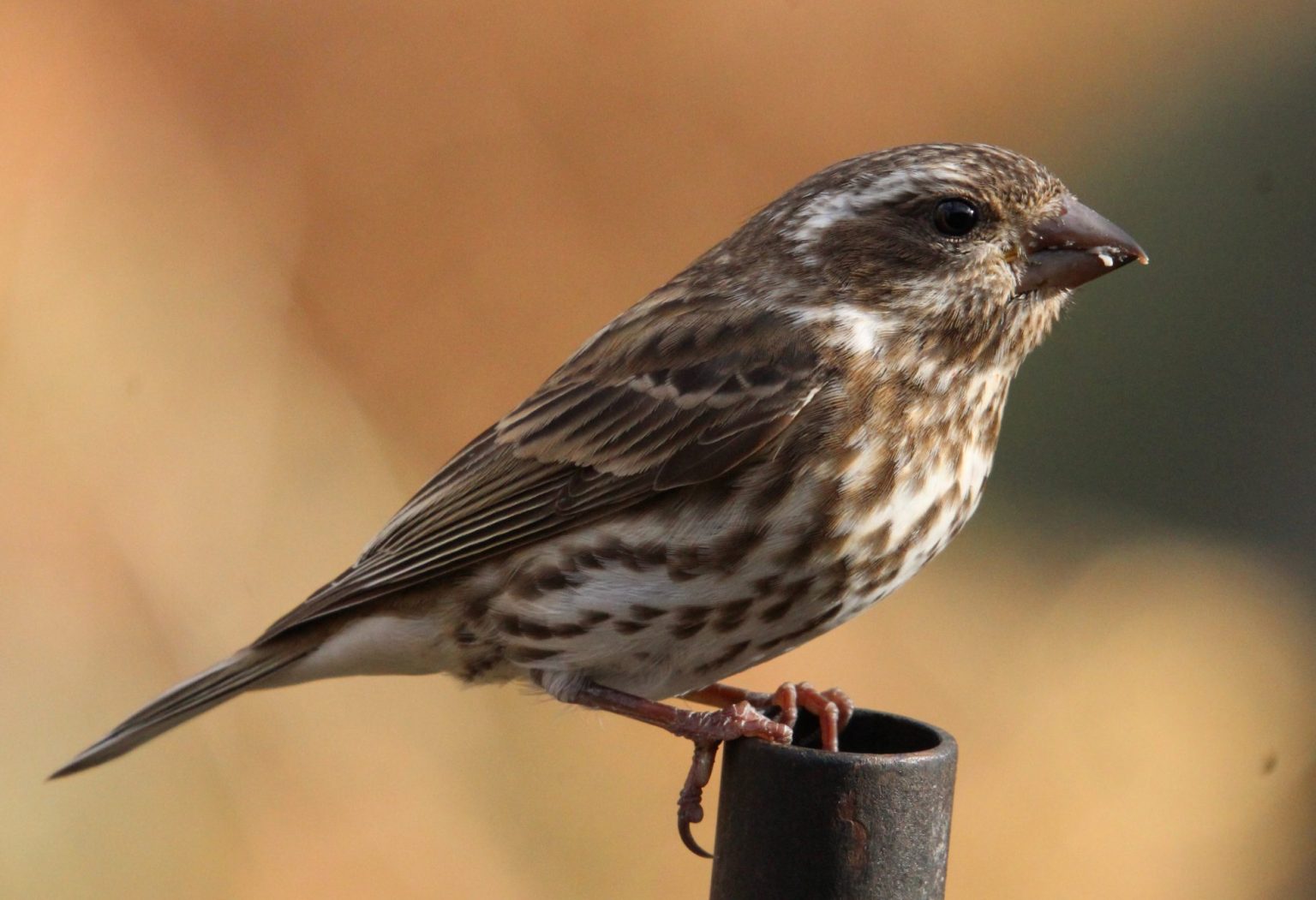 House Finch and Purple Finch Identification Tips - Delaware Nature Society