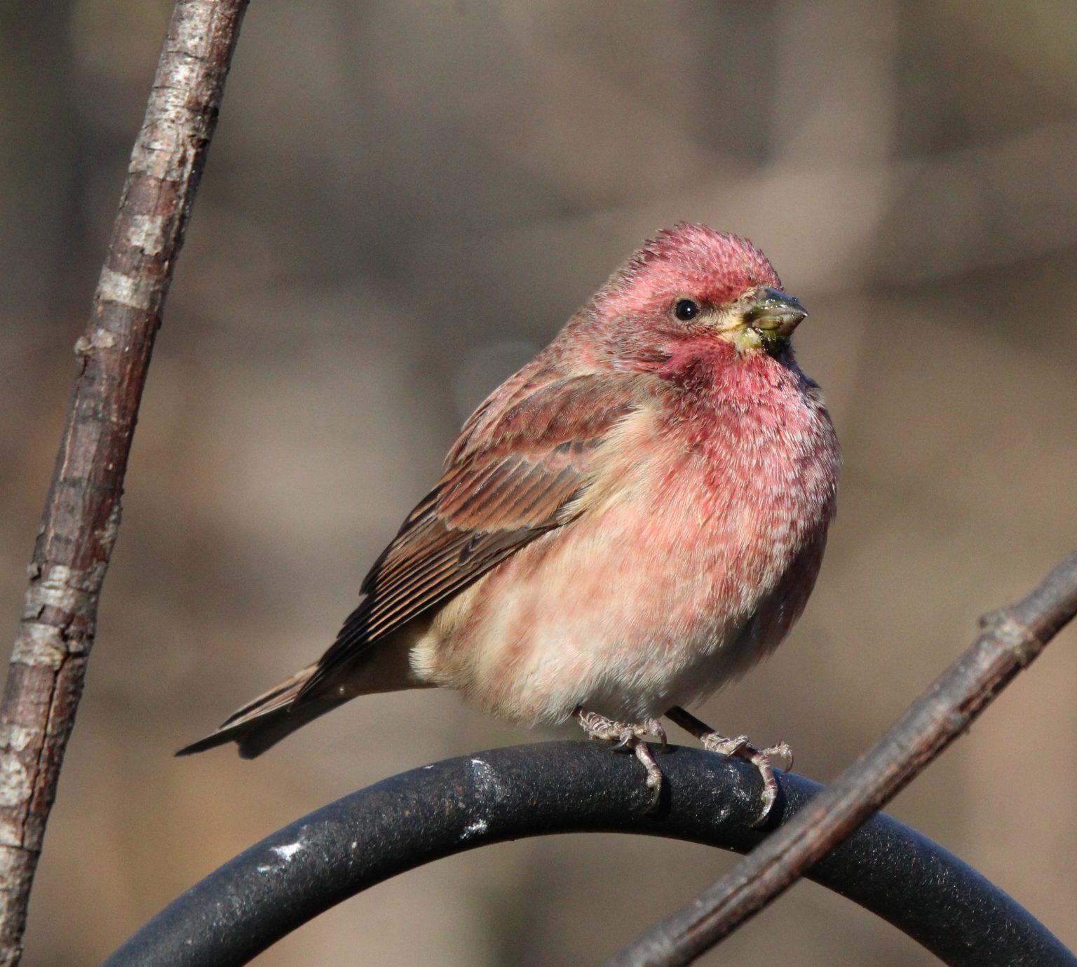 House Finch and Purple Finch Identification Tips - Delaware Nature Society