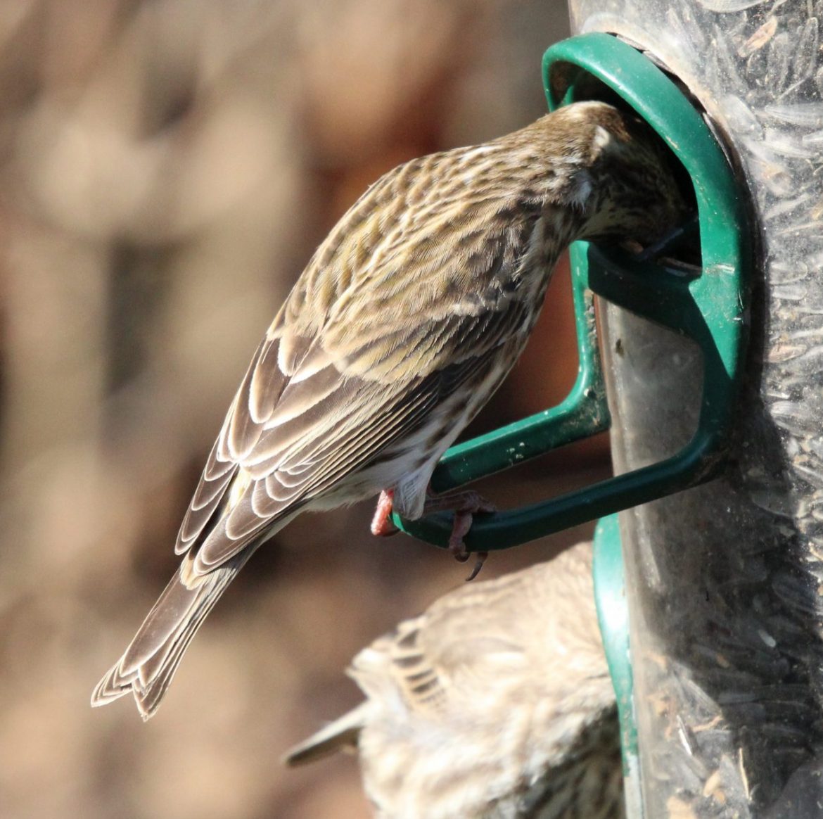 House Finch and Purple Finch Identification Tips - Delaware Nature Society