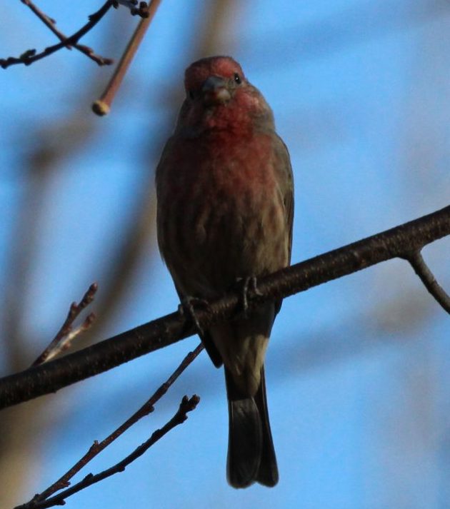 House Finch and Purple Finch Identification Tips - Delaware Nature Society