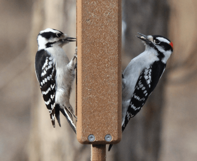 How to tell Downy and Hairy Woodpeckers Apart - Delaware Nature Society